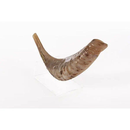 Shofars: Handcrafted Sounds of Israel’s Unique Tradition – The Israel Store